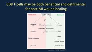 Using EKG to Confirm MI in Mouse Model of Permanent LAD Occlusion | PPTX