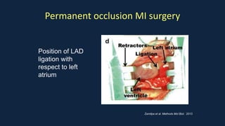 Using EKG to Confirm MI in Mouse Model of Permanent LAD Occlusion | PPTX