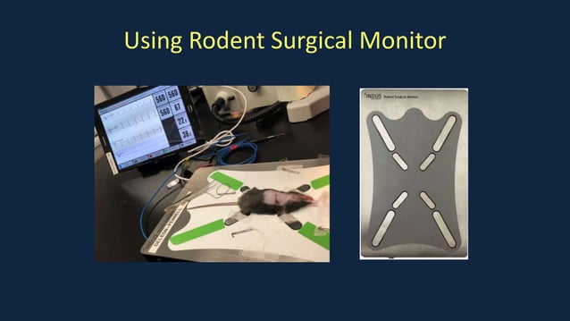 Using EKG to Confirm MI in Mouse Model of Permanent LAD Occlusion | PPTX