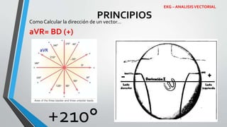 Ekg vectores | PPTX