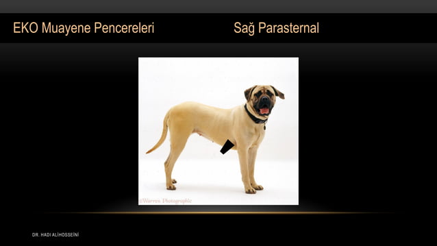 kedi ve köpeklerde pratik EKO | PDF