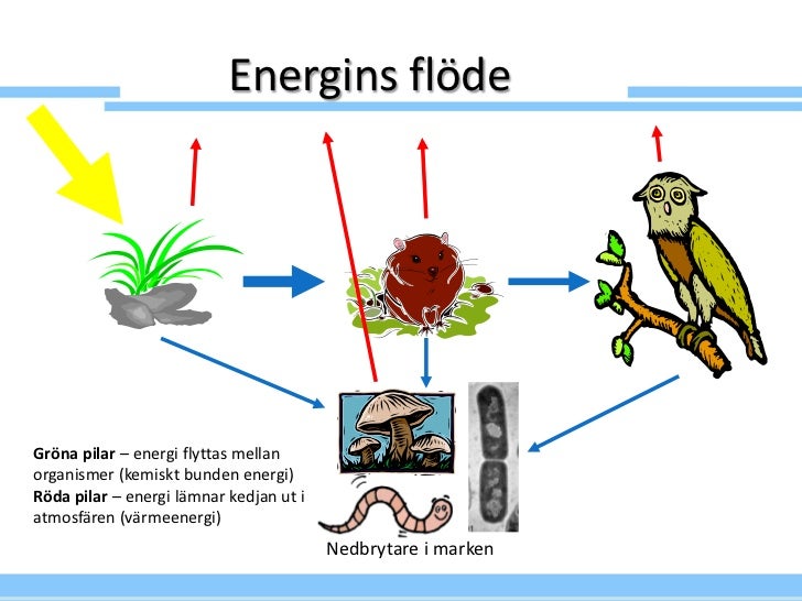 Ekosystemgenomgång med 11De