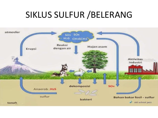 Ekologi biogeokimia ppt