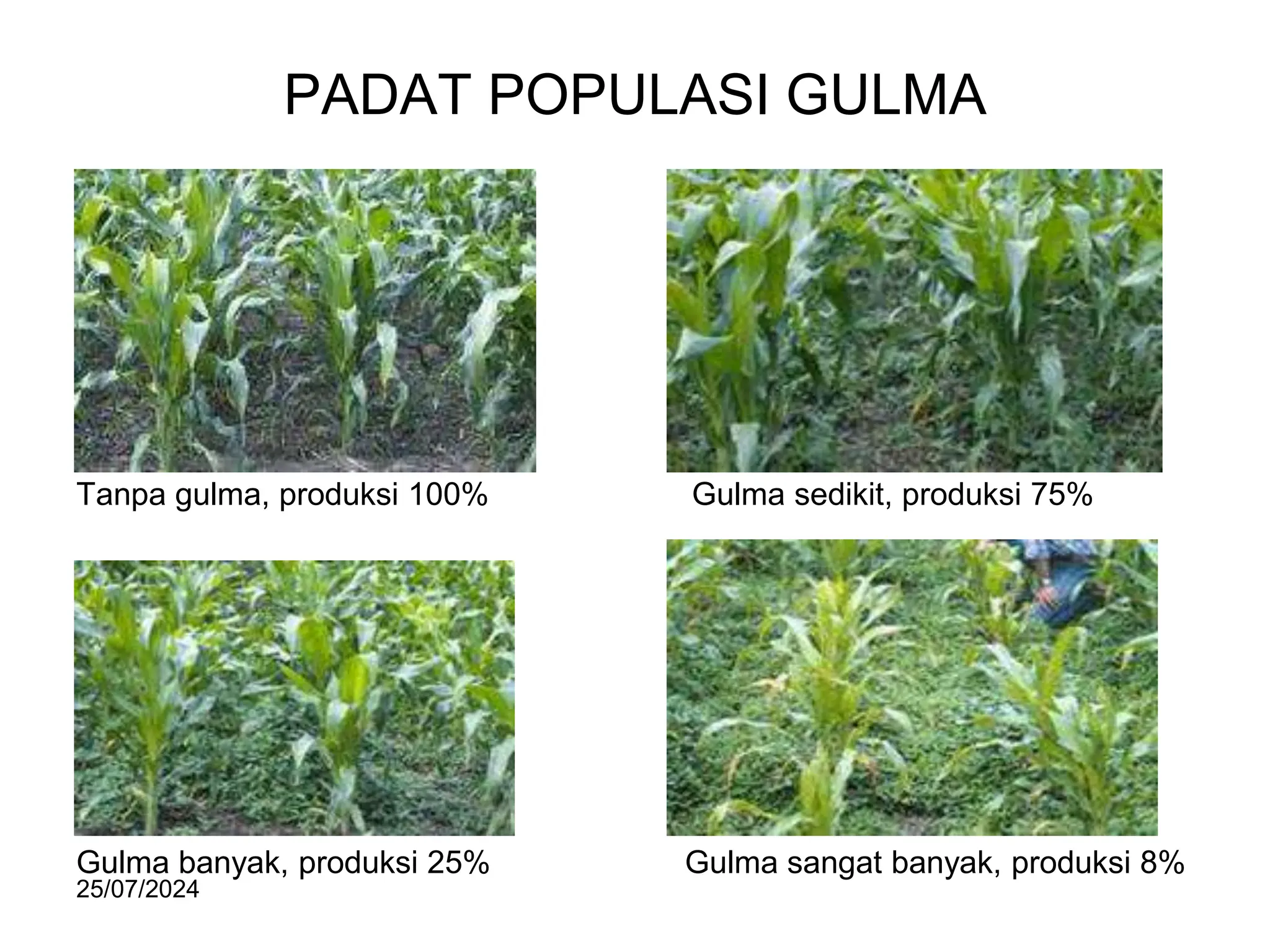 Ekologi Gulma - Mata Kuliah Organisme Pengganggu Tanaman | PPTX