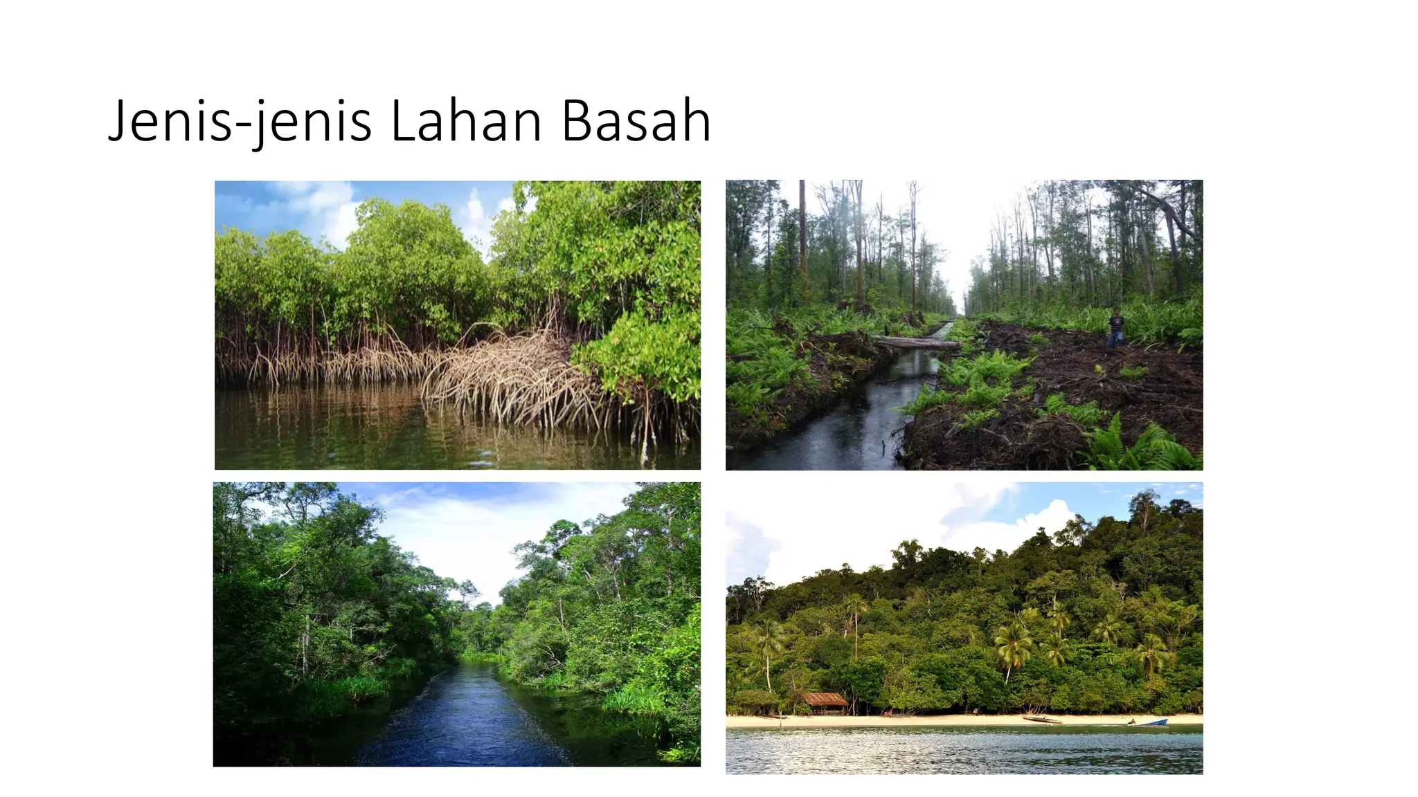 EKOLOGI LAHAN BASAH-S3-Kesehatan di ingkungan lahan basah | PPTX