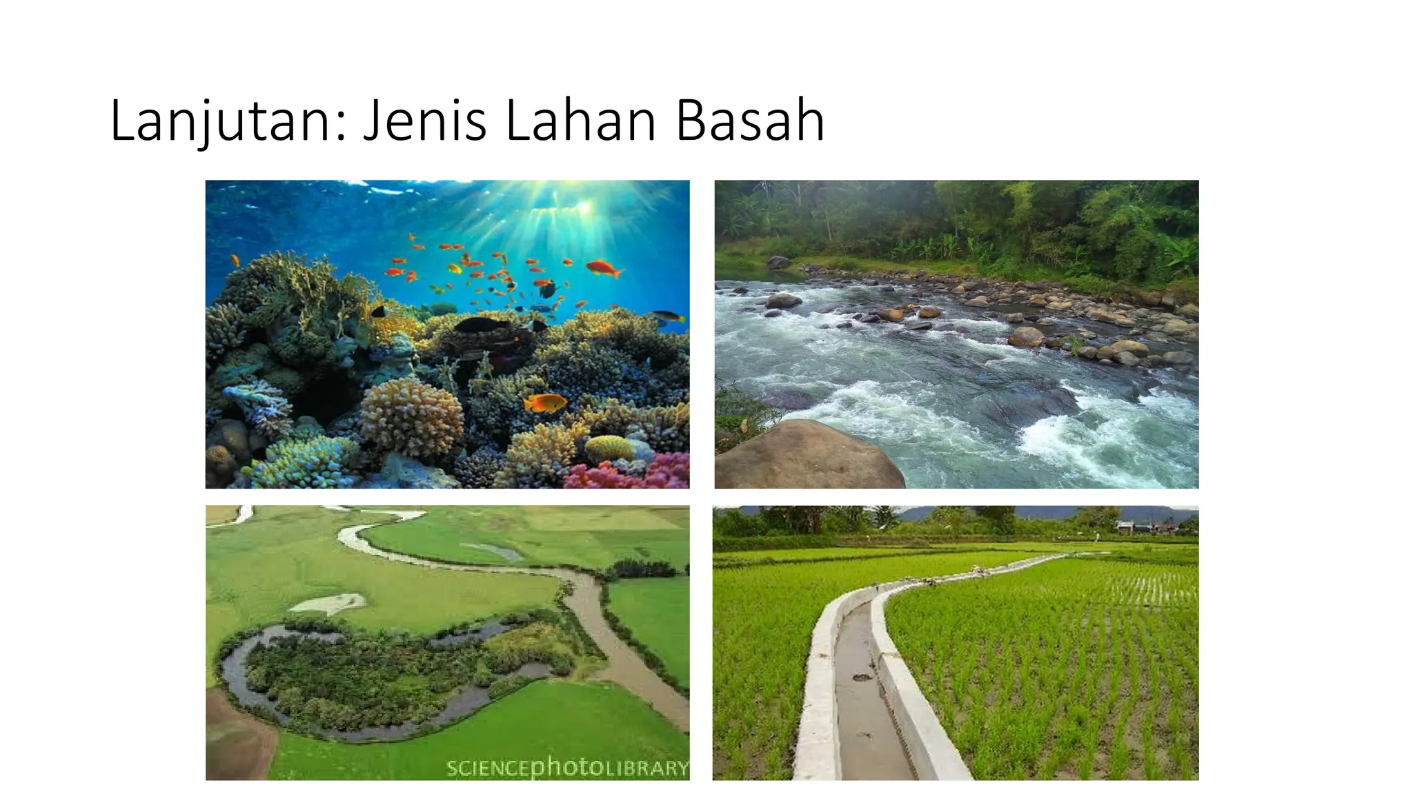 EKOLOGI LAHAN BASAH-S3-Kesehatan di ingkungan lahan basah | PPTX