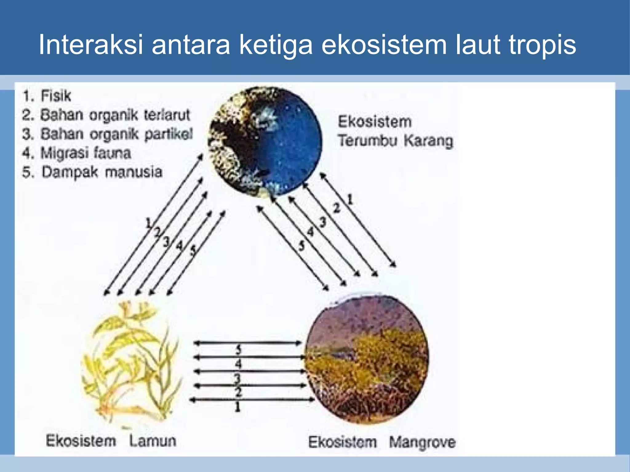 Ekologi laut tropis | PPT