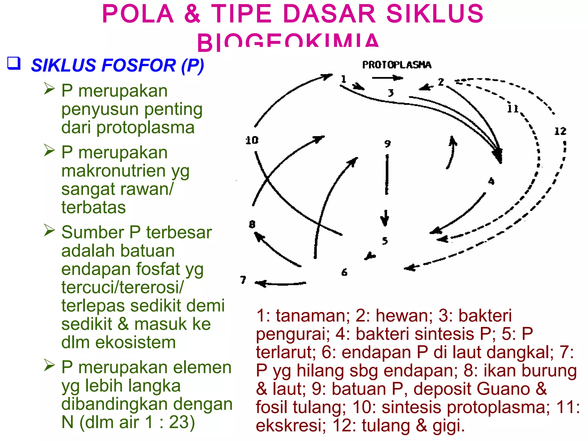 Ekologi perairan 2007 2008 - 4 siklus biogeokimia - revisi | PPT