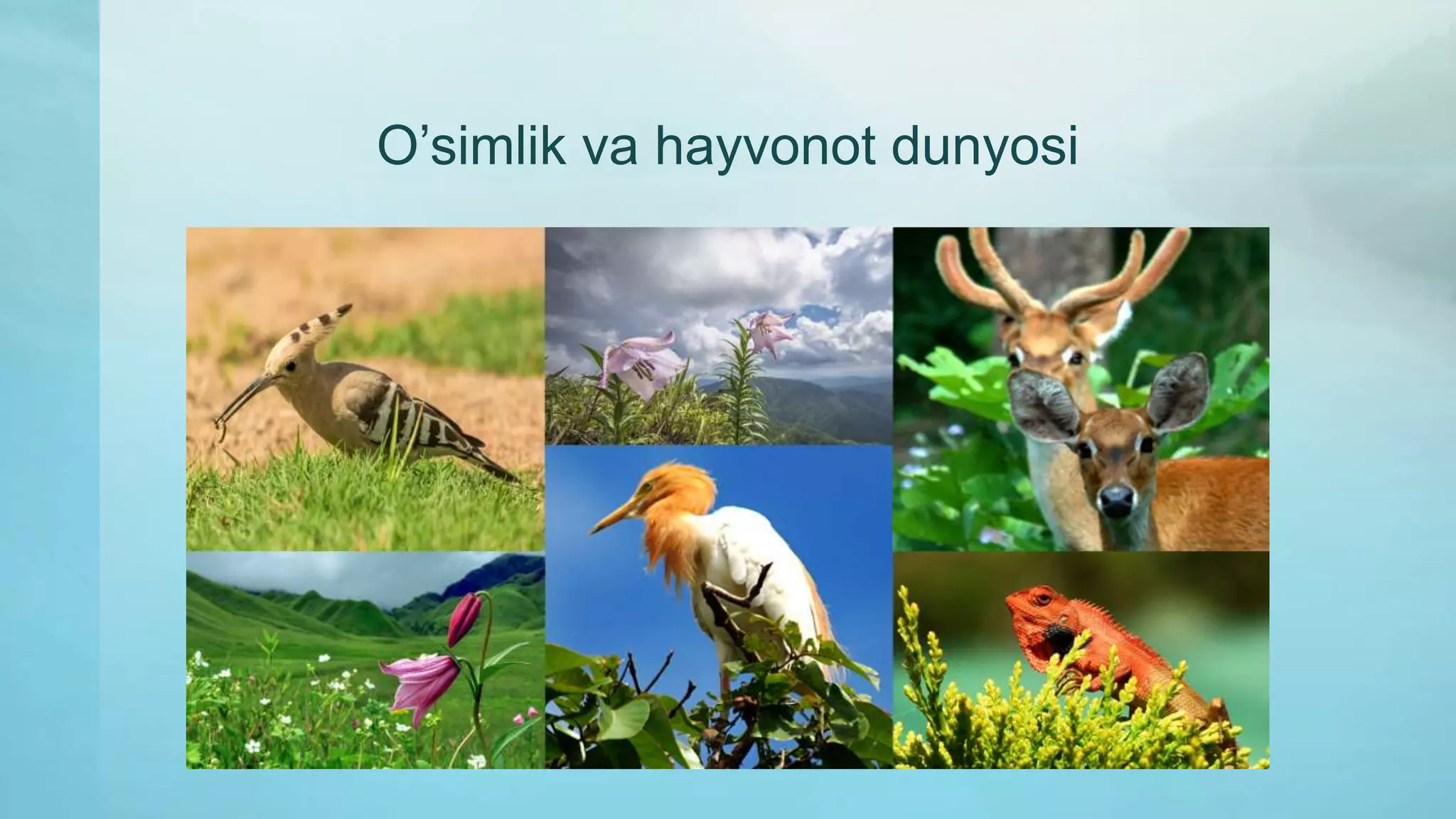 Ekologiya Tabiiy resurslar.pptx