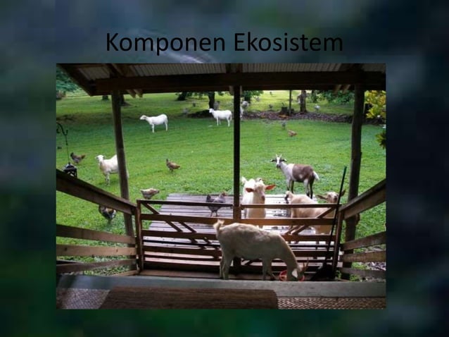 Ekosistem | PPT