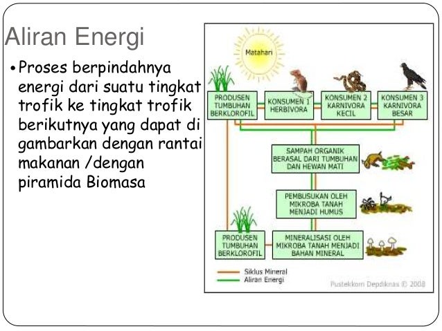 BAB XII SALING KETERGANTUNGAN DALAM EKOSISTEM | Rumah Belajar IPA