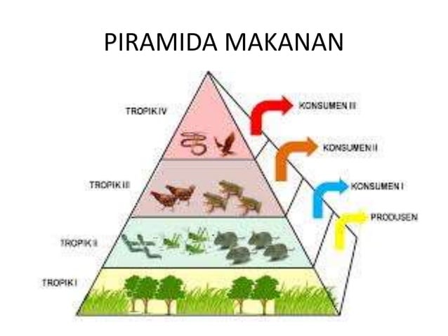 Komponen penyusun ekosistem terdiri dari individu, populasi, komunitas ...