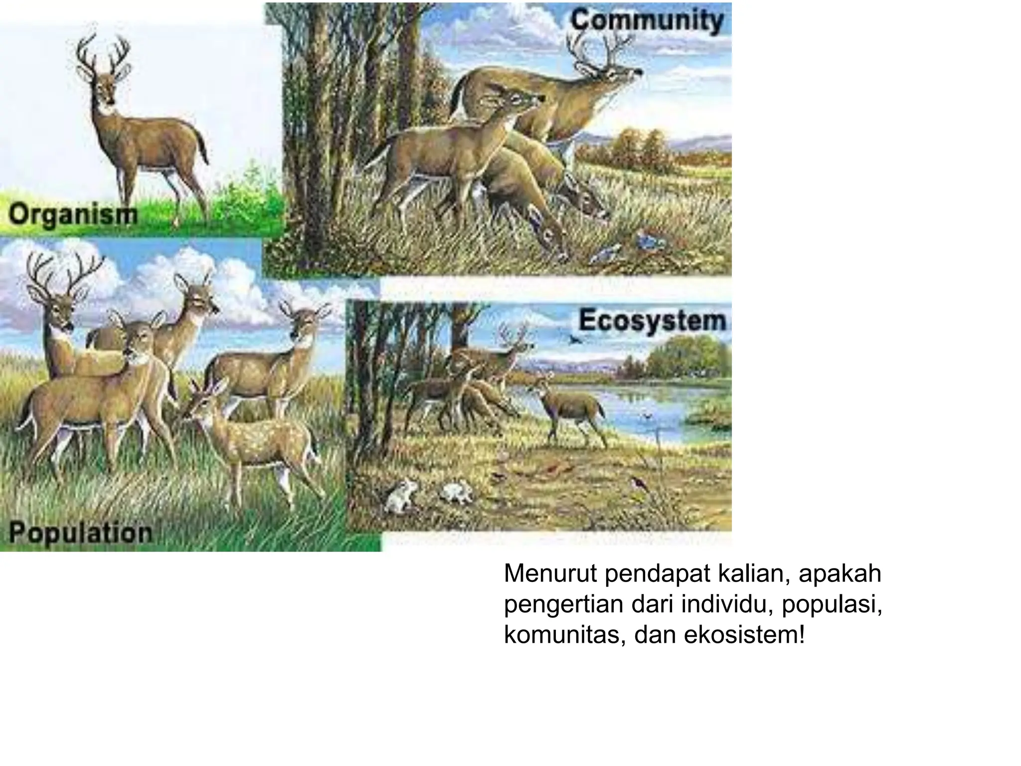 ekosistem antar komponen makluk hidup di sekitar kita.ppt