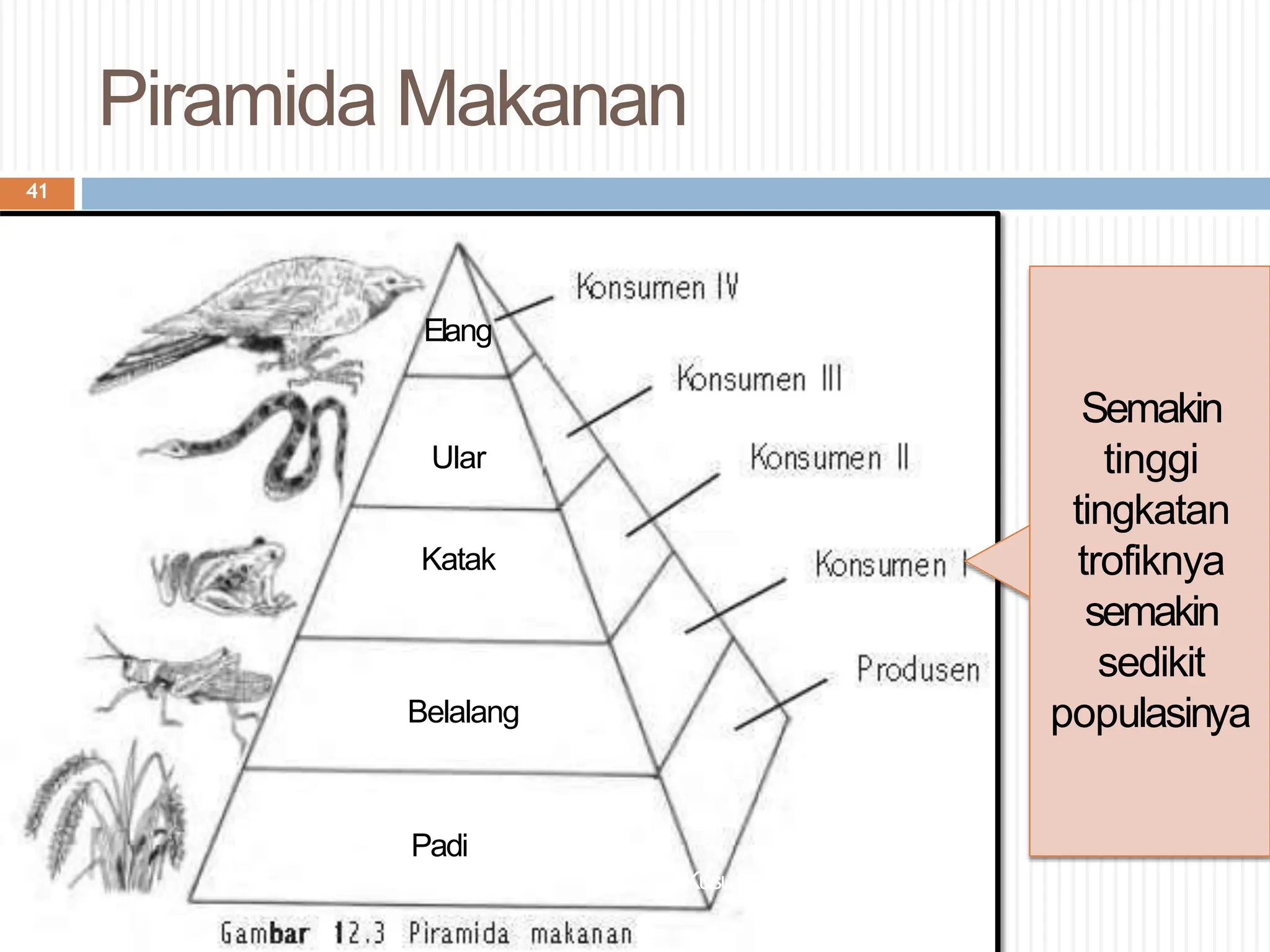 EKOSISTEM DAN KOMPONEN PENYUSUNNYA SERTA PERKEMBANGNNYA | PPTX