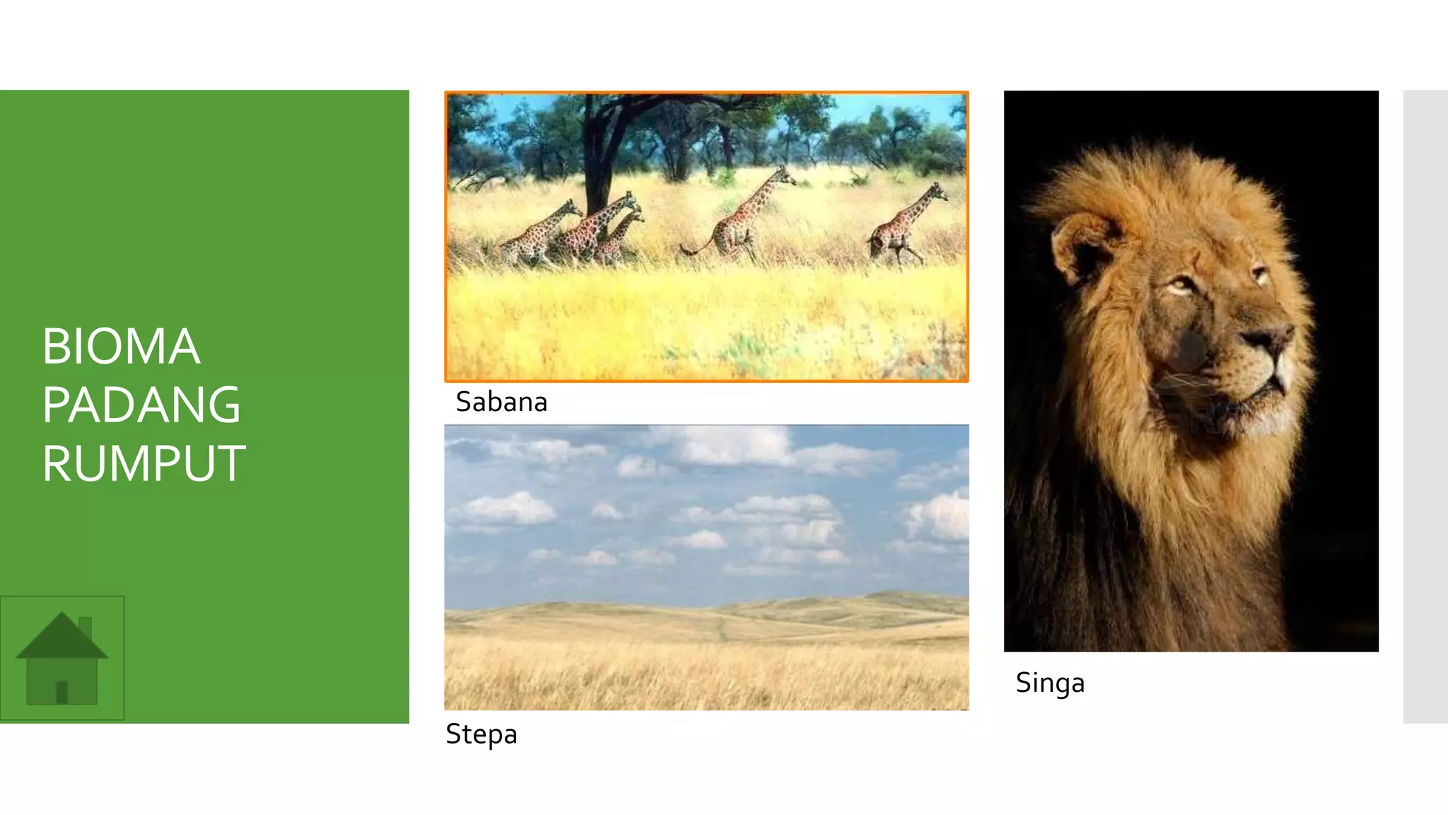 Presentasi Ekosistem Darat(School Work) | PPTX