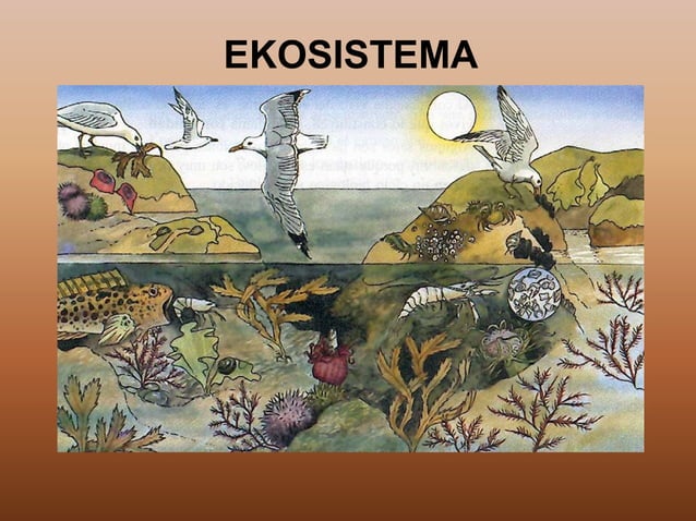 Ekosistema | PPS
