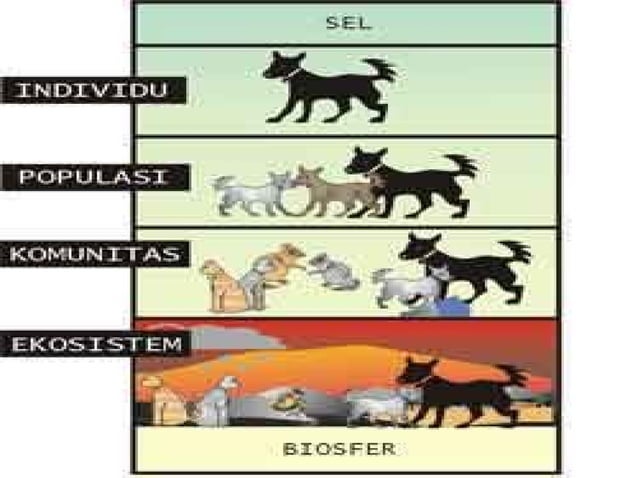 Ekosistem dan yang mempengaruhi keseimbangannya hulaimi | PPT