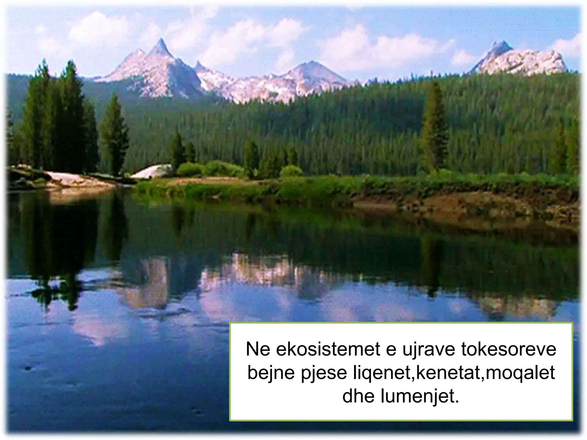 Ekosistemet | PPTX