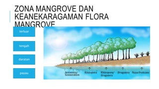 Ekosistem hutan mangrove dan pembelajarannya | PPTX
