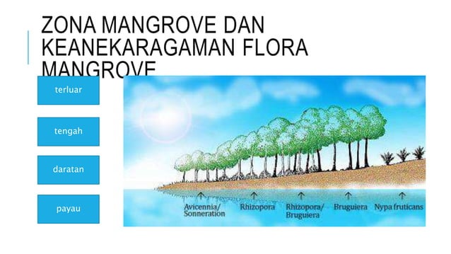 Ekosistem hutan mangrove dan pembelajarannya | PPTX