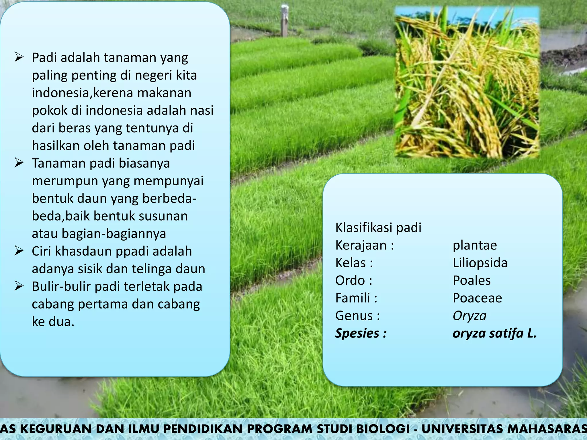 komponen ekosistem sawah | PPTX