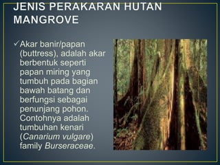 Ekosistem mangrove | PPTX