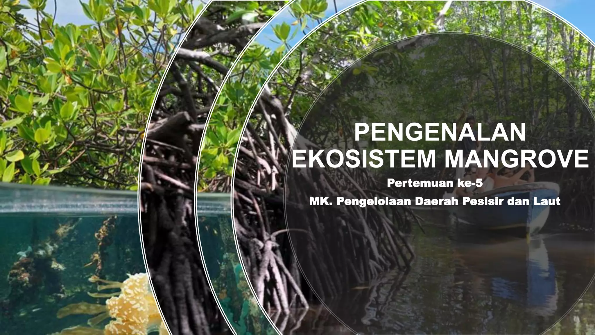 Ekosistem Mangrove.pptx