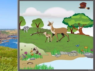 An ecosystem includes all the living things (plants, animals and ...