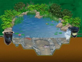 An ecosystem includes all the living things (plants, animals and ...