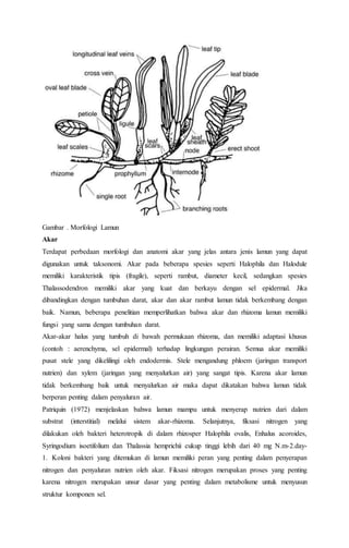 Ekosistem padang lamun | DOCX