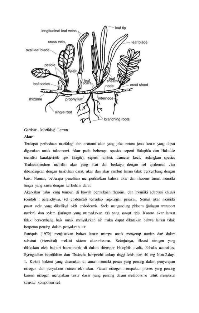 Ekosistem padang lamun | DOCX