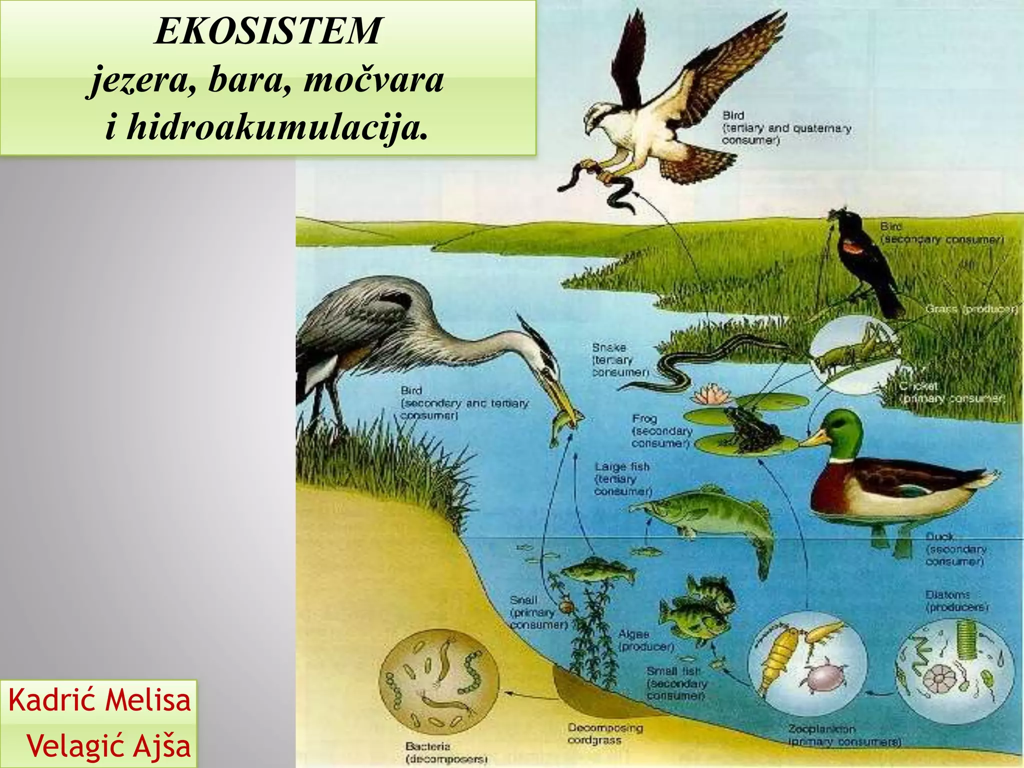 Ekosistem stajacih voda | PPTX