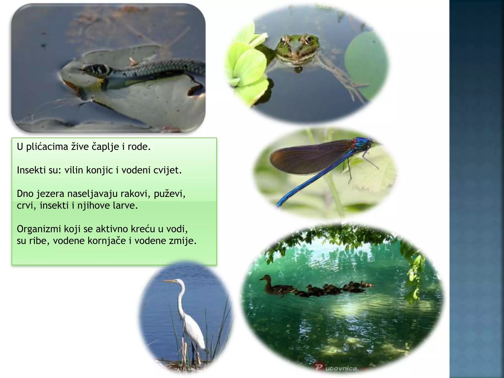 Ekosistem stajacih voda | PPTX