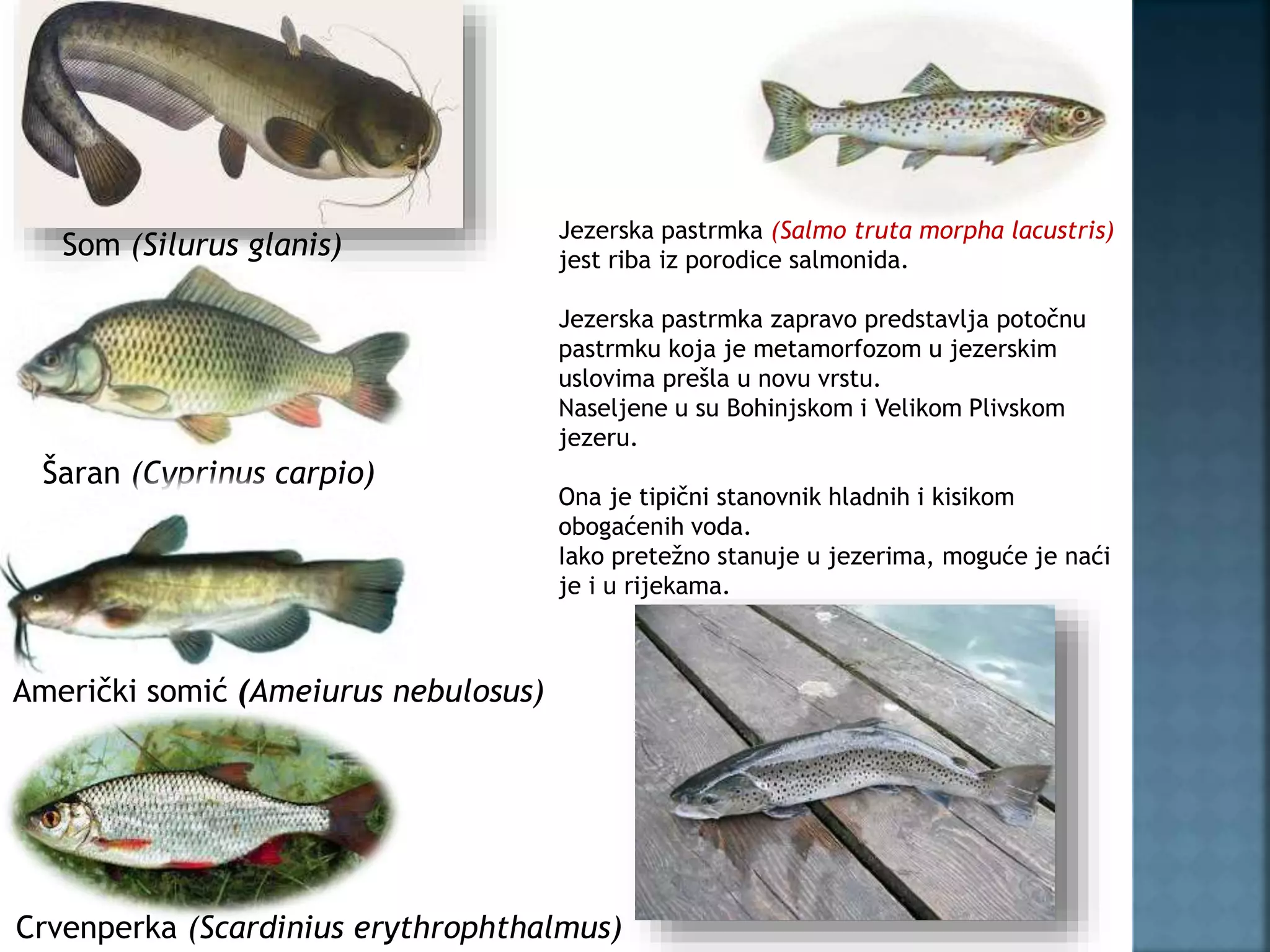 Ekosistem stajacih voda | PPTX