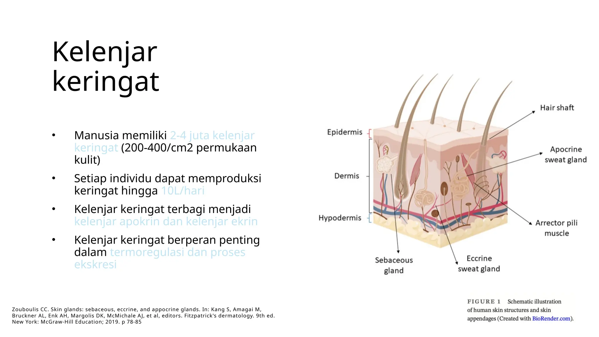 Ekrin dan apokrin anatomi dan fisiologi.pptx