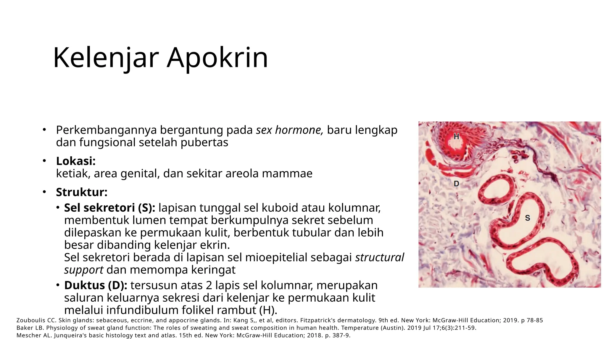 Ekrin dan apokrin anatomi dan fisiologi.pptx