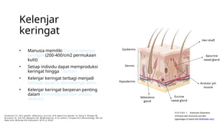 Ekrin dan apokrin anatomi dan fisiologi.pptx
