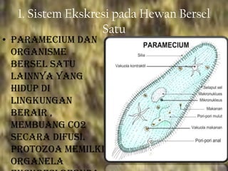Ekskresi | PPTX
