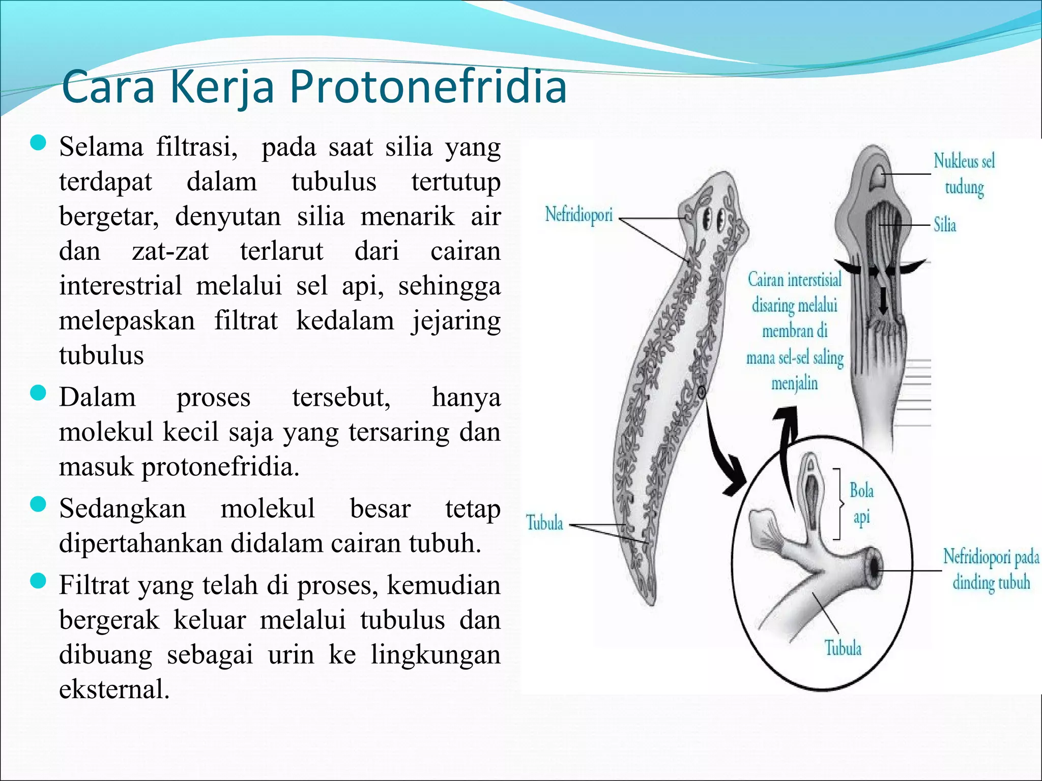 Ekskresi hewan akuatik & terestrial | PPT