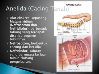 Ekskresi pada hewan | PPTX