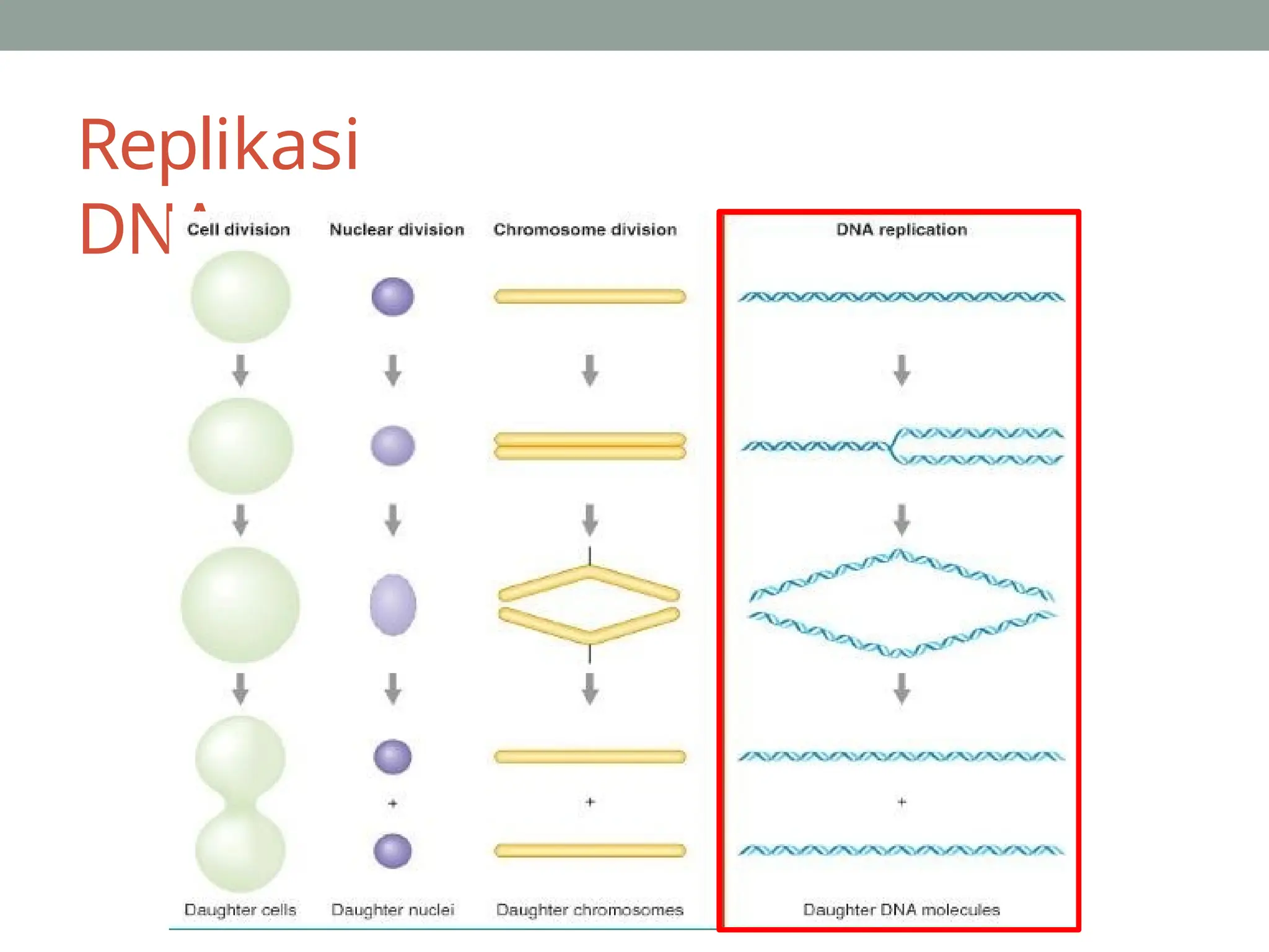 Ekspresi gen merupakan cara pewarisan sifat berdasarkan genetik | PPT