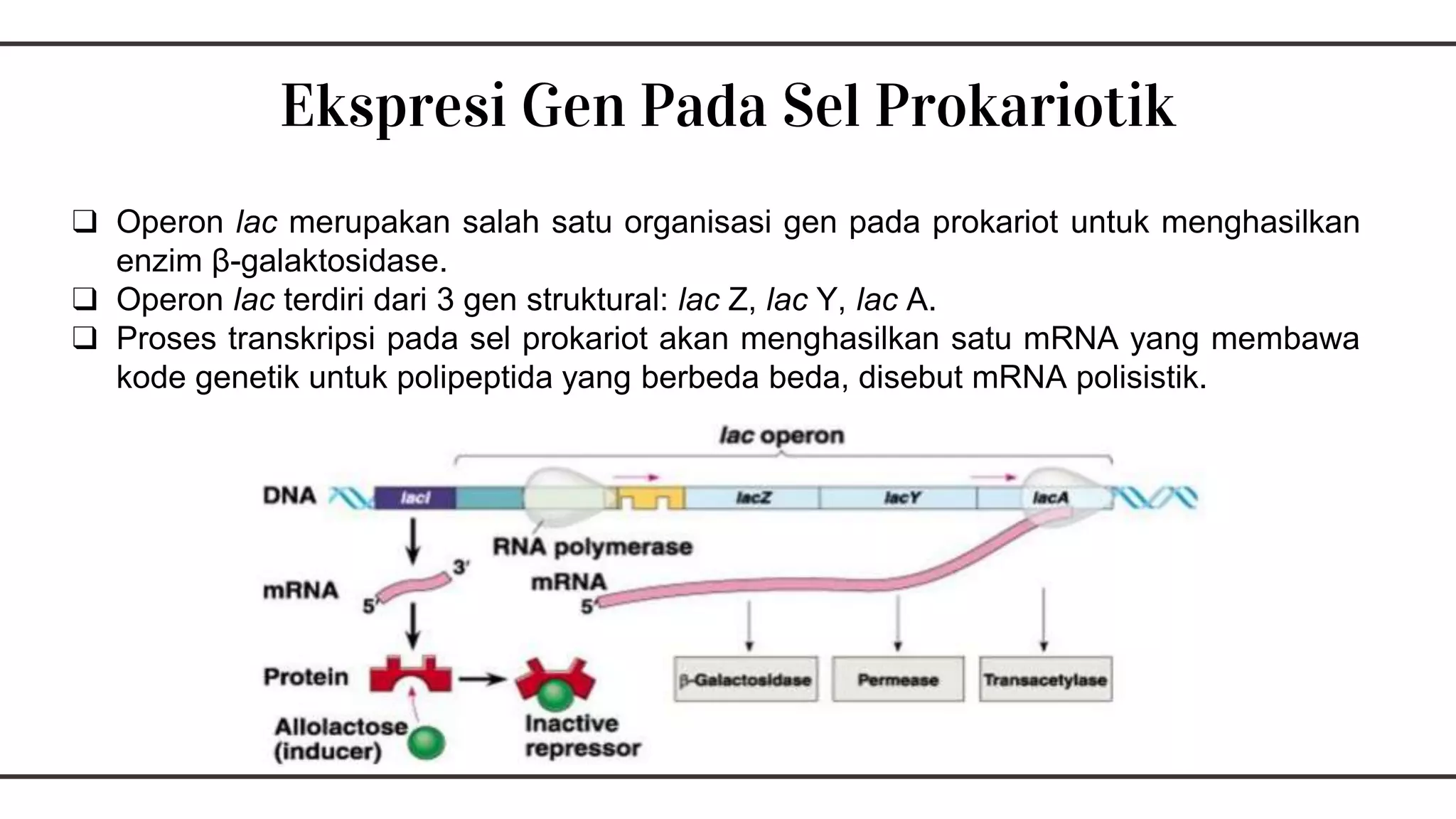 Ekspresi Gen Pada Sel Prokariotik (1).pptx