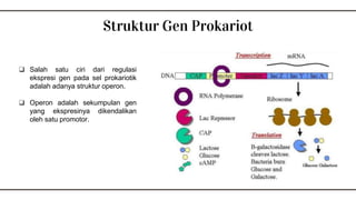 Ekspresi Gen Pada Sel Prokariotik (1).pptx
