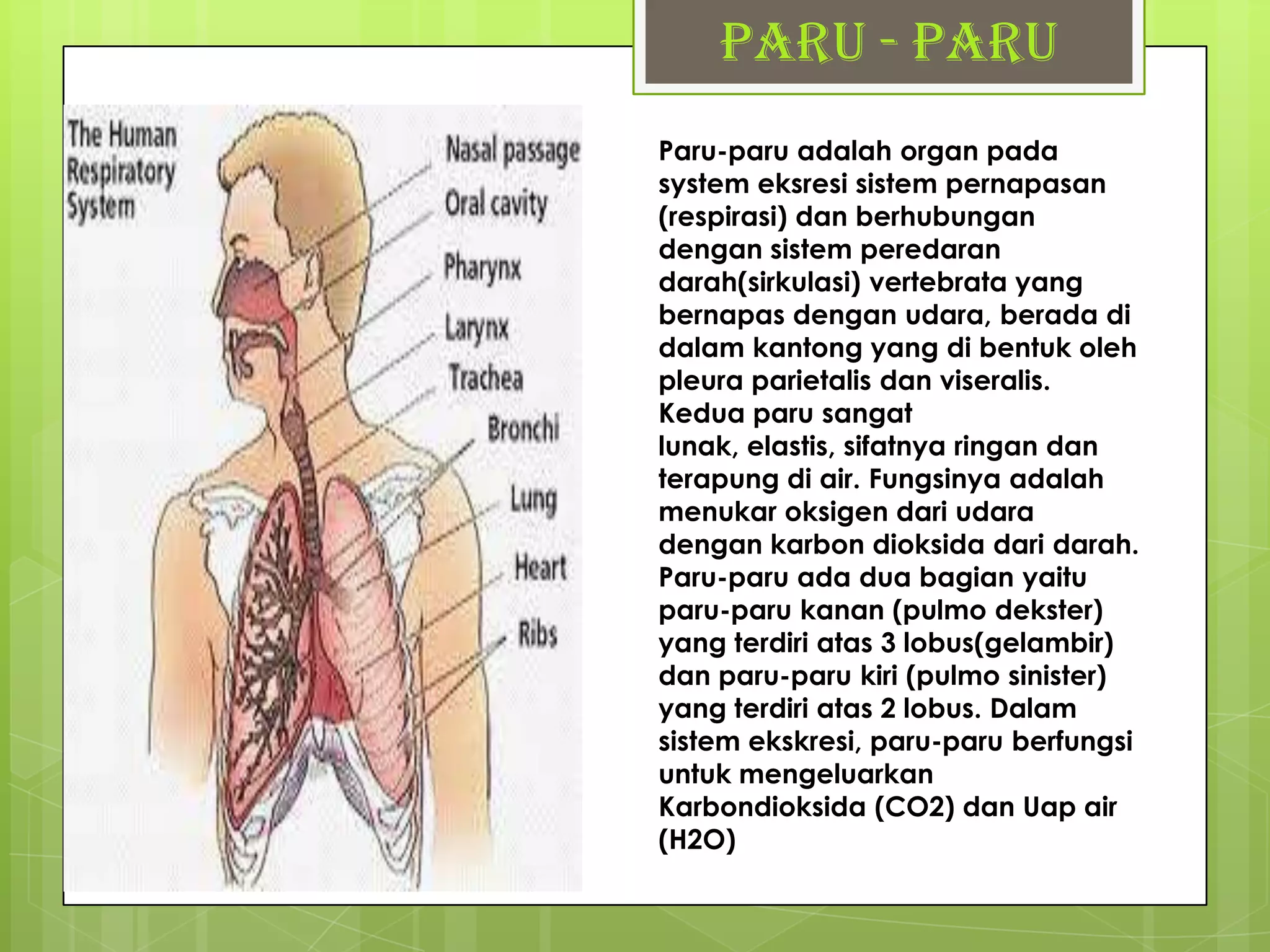 Eksresi paru2 | PPTX