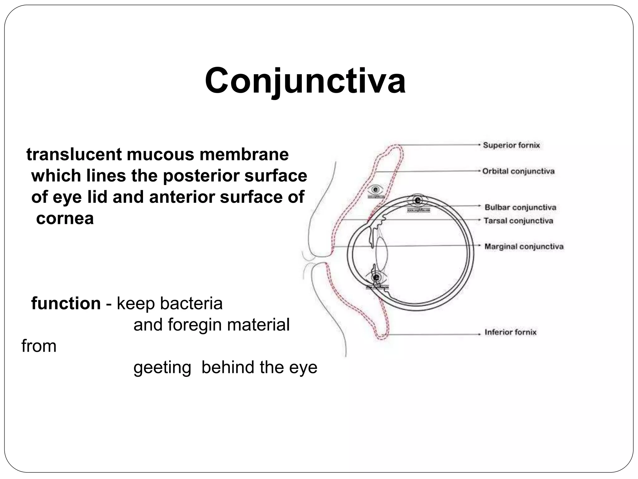 Anatomy & Refraction of eye | PPTX