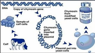 Rennet substitutes and types of rennets ( microbial rennets) | PPTX