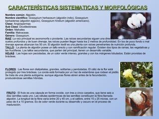 El Algodon | PPT