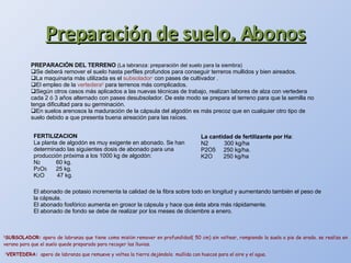 El Algodon | PPT