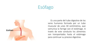 El aparato-digestivo | PPTX
