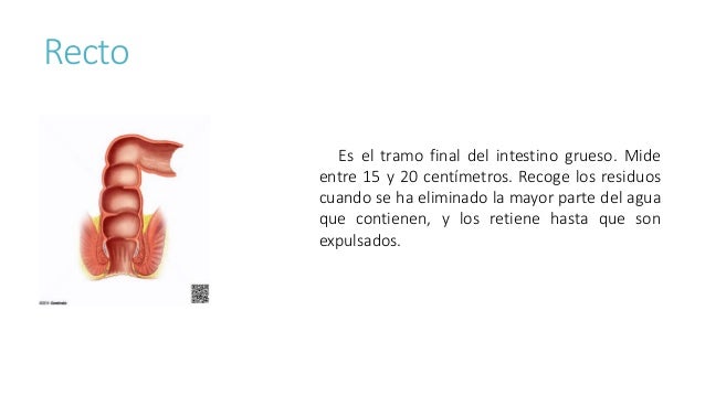 El aparato-digestivo